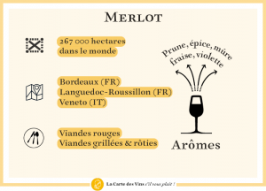 Cépage rouge | Partons à la découverte du merlot